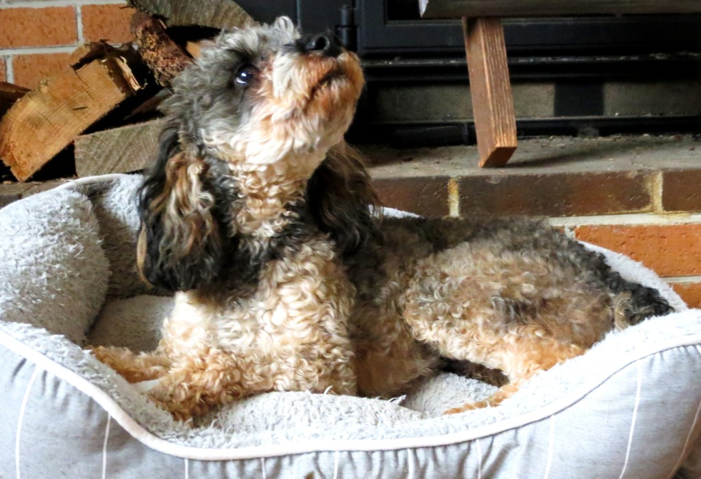 Cockapoo puppies OR - gold-heart-pups