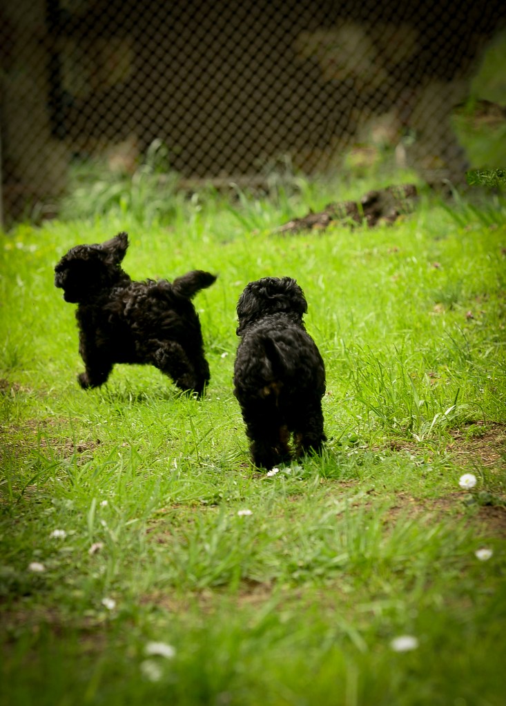 Cockapoo puppies OR - gold-heart-pups