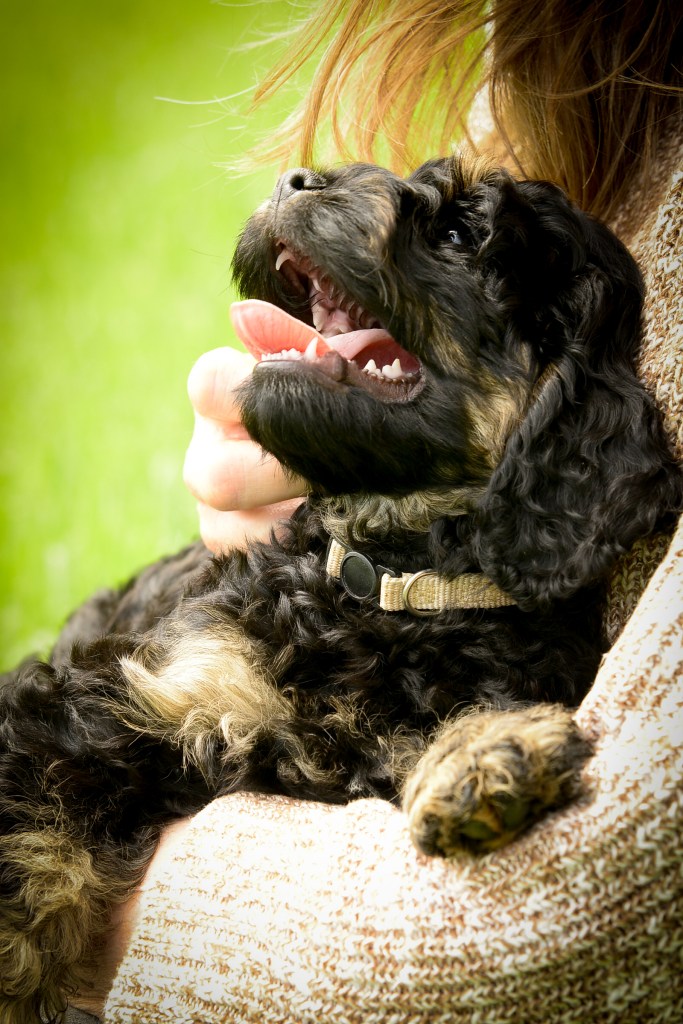 Cockapoo puppies OR - gold-heart-pups