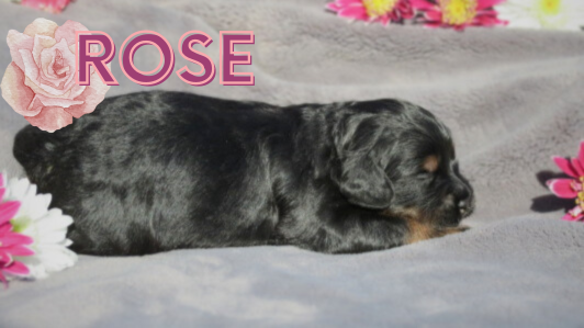 Cockapoo puppies OR - gold-heart-pups