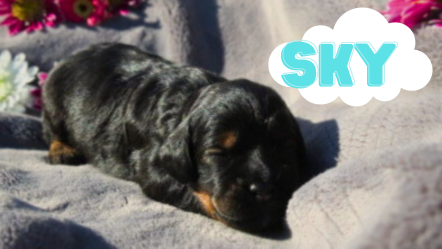 Cockapoo puppies OR - gold-heart-pups